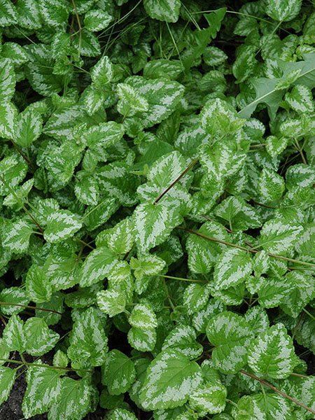 Annuals – Page 11 – Calgary Plants