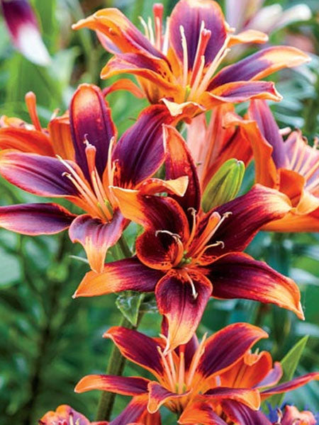 Perennial Plants Calgary | Perennials Plants Alberta | Perennial Plants ...