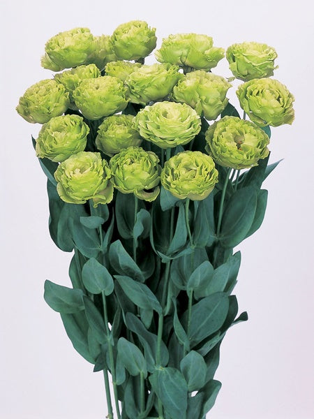 Green Lisianthus Flower