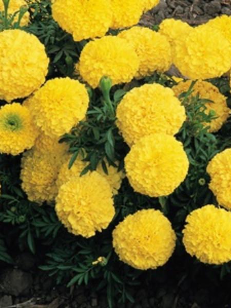 Annuals – Page 16 – Calgary Plants