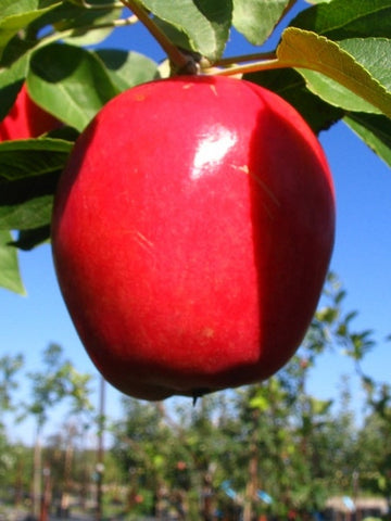 Online Tree Nursery Calgary | Where To Buy Trees Alberta | Trees ...