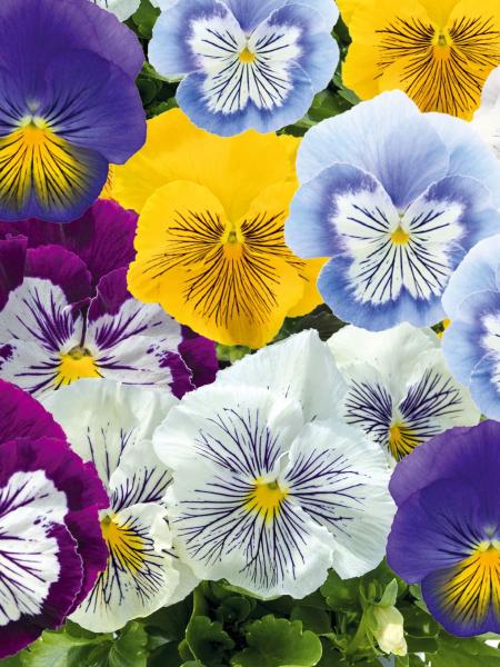 Pansy - Cats Plus Mix – Calgary Plants
