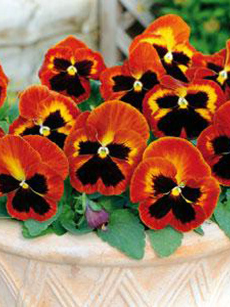 Annuals – Page 15 – Calgary Plants