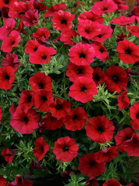 Annuals – Page 18 – Calgary Plants