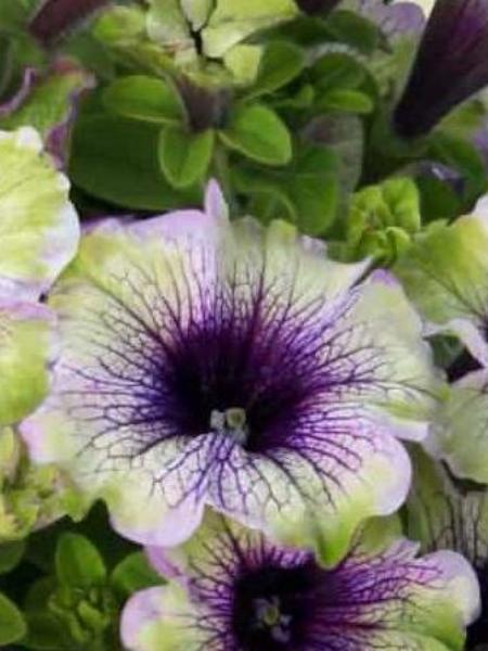 Petunia - Amazonas Plum Cockatoo – Calgary Plants