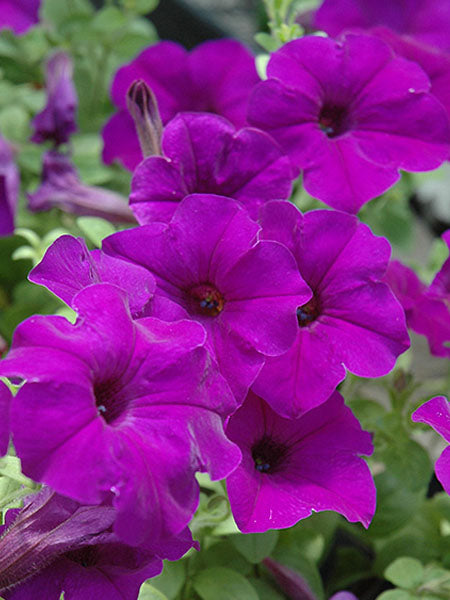 Annuals – Page 11 – Calgary Plants