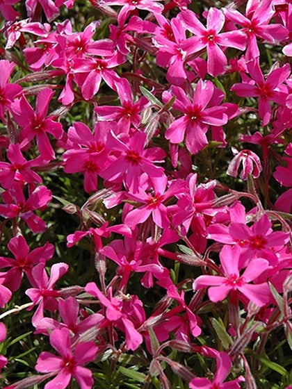Perennial Plants Calgary | Perennials Plants Alberta | Perennial Plants ...