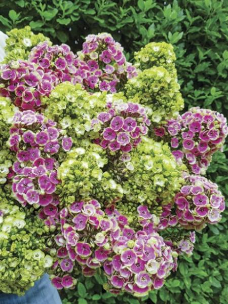 Phlox - Paniculata Orchid Yellow – Calgary Plants