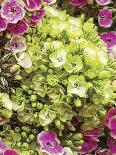 Perennial Plants Calgary | Perennials Plants Alberta | Perennial Plants ...