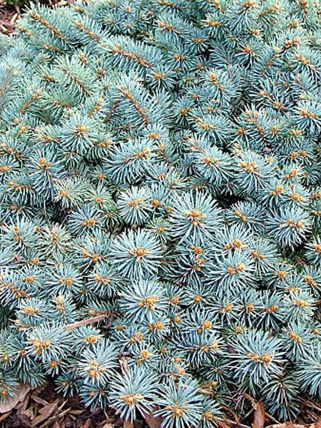 Evergreens – Calgary Plants