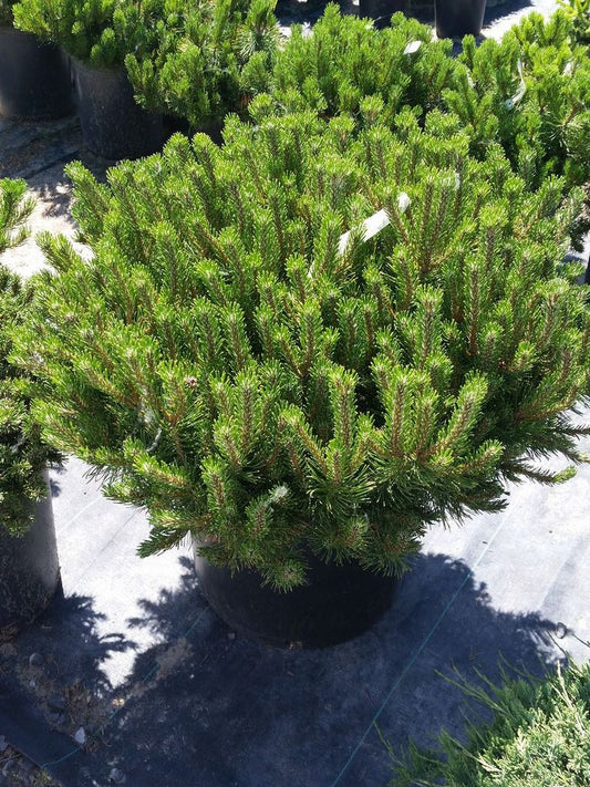 Evergreens – Calgary Plants