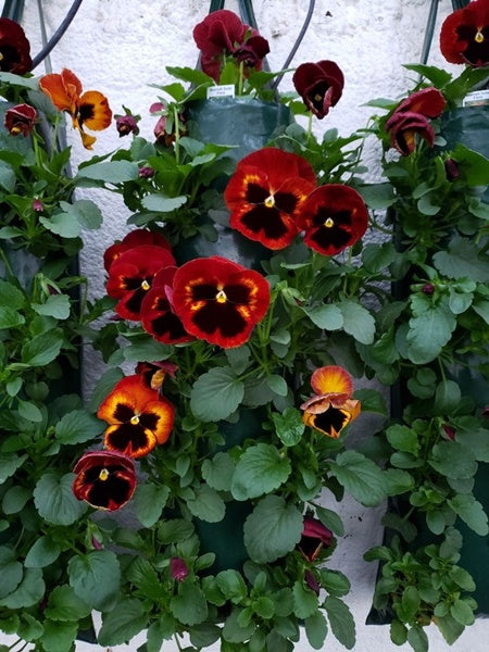 Products – Page 21 – Calgary Plants