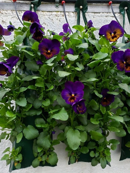 Hanging Flower Pouches – Calgary Plants