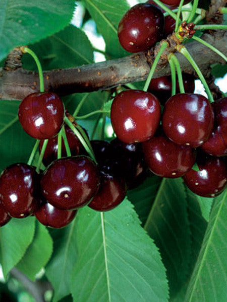 Beautiful Low Growing Shrubs Calgary | Trees And Shrubs For Sale ...