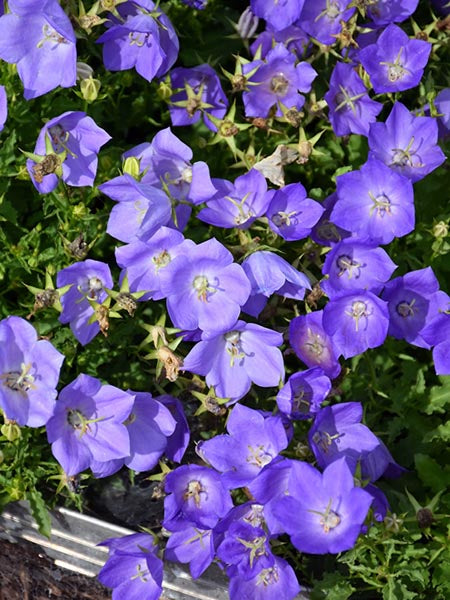 Perennial Plants Calgary | Perennials Plants Alberta | Perennial Plants ...