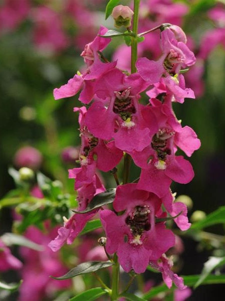 Annuals – Calgary Plants