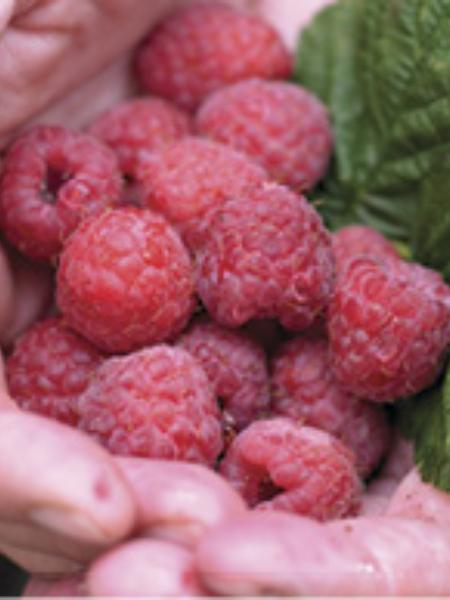 Shrubs - Chokeberry Shrubs Calgary | Saskaton Plant Alberta ...