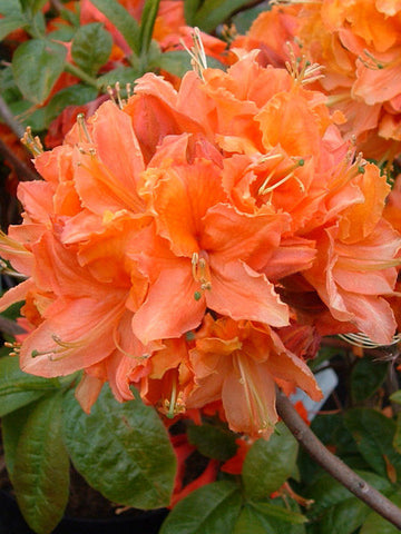 Beautiful Low Growing Shrubs Calgary | Trees And Shrubs For Sale ...