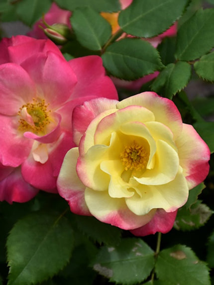 Roses – Calgary Plants