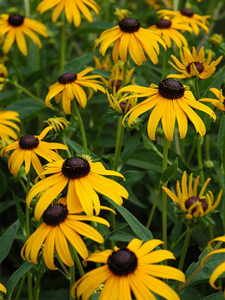 Perennial Plants Calgary | Perennials Plants Alberta | Perennial Plants ...