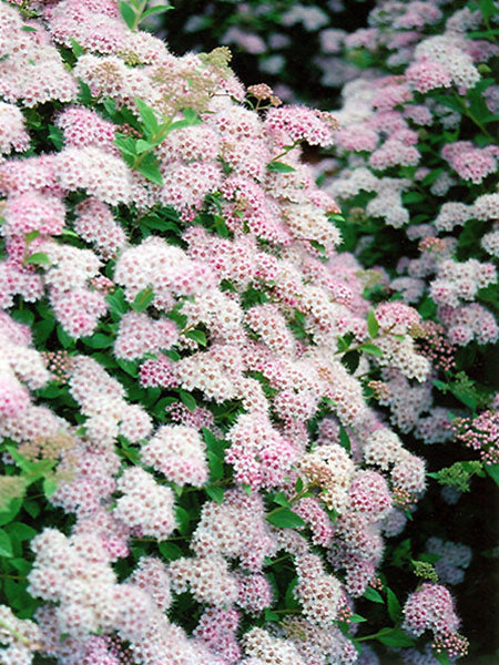 Beautiful Low Growing Shrubs Calgary | Trees And Shrubs For Sale ...