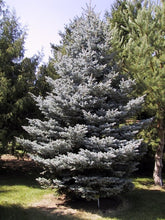 Evergreens – Calgary Plants