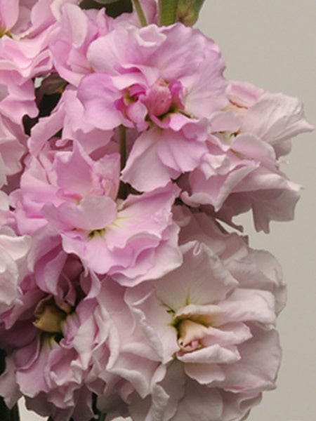 Annuals – Page 25 – Calgary Plants