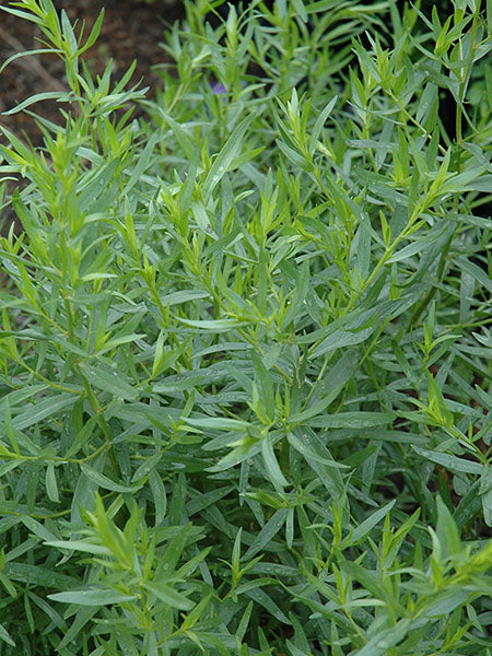 Herbs and Vegetables – Calgary Plants