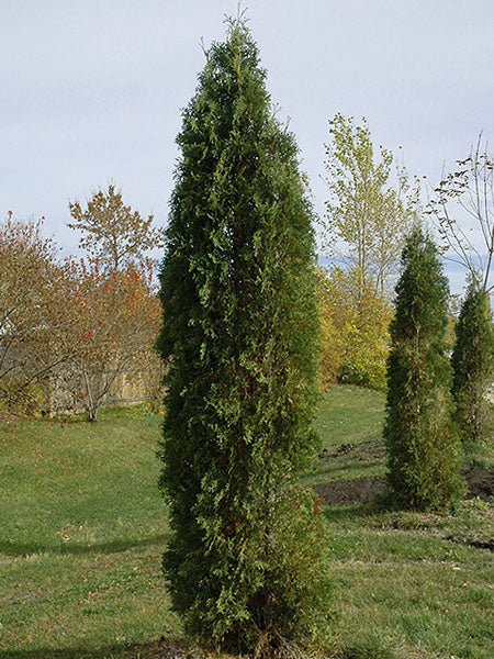 Online Tree Nursery Calgary | Where To Buy Trees Alberta | Trees ...