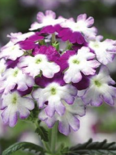 Verbena - Obsession™ Twister Purple – Calgary Plants