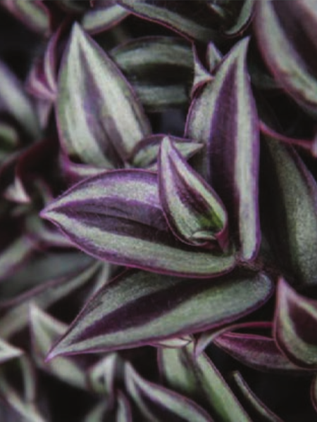 Indoor Plants – Calgary Plants