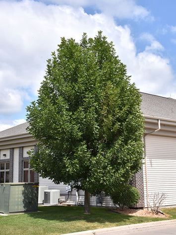 Online Tree Nursery Calgary | Where To Buy Trees Alberta | Trees ...