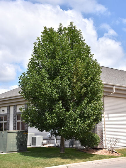Online Tree Nursery Calgary | Where To Buy Trees Alberta | Trees ...