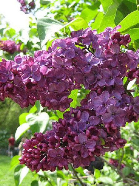 Lilacs – Calgary Plants