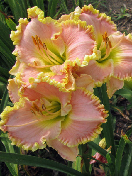 Perennial Plants Calgary | Perennials Plants Alberta | Perennial Plants ...