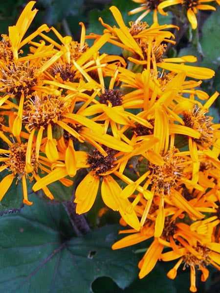 Perennial Plants Calgary | Perennials Plants Alberta | Perennial Plants ...