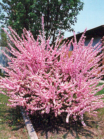 Beautiful Low Growing Shrubs Calgary | Trees And Shrubs For Sale ...