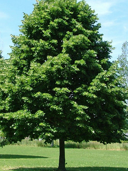 Large Shade Trees – Calgary Plants