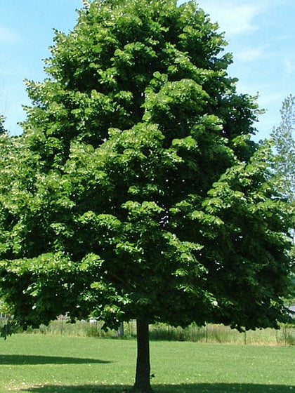 Online Tree Nursery Calgary | Where To Buy Trees Alberta | Trees ...