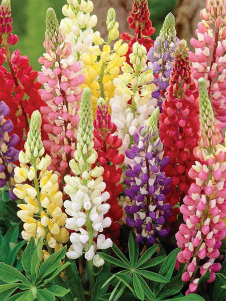 Perennial Plants Calgary | Perennials Plants Alberta | Perennial Plants ...