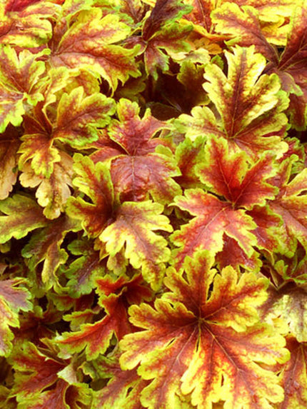 Perennial Plants Calgary | Perennials Plants Alberta | Perennial Plants ...