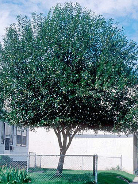 Online Tree Nursery Calgary | Where To Buy Trees Alberta | Trees ...