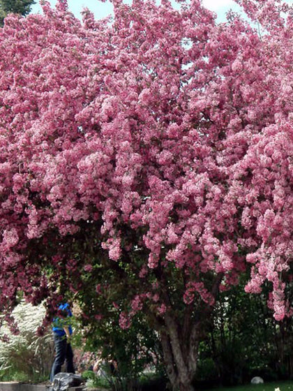 Ornamental & Flowering Trees – Calgary Plants