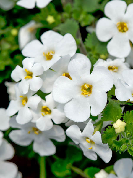 Annuals – Calgary Plants