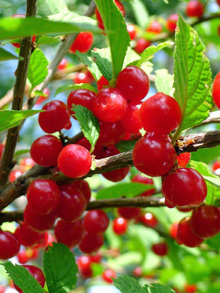 Beautiful Low Growing Shrubs Calgary | Trees And Shrubs For Sale ...