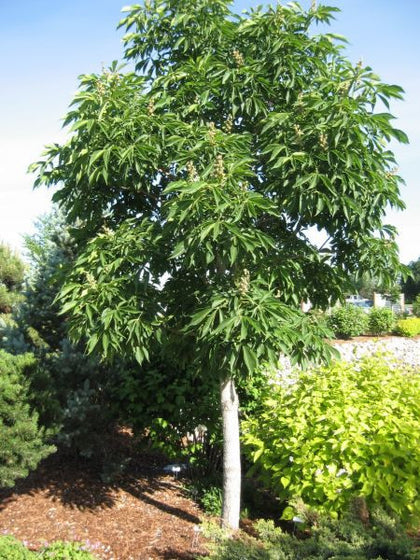 Online Tree Nursery Calgary | Where To Buy Trees Alberta | Trees ...