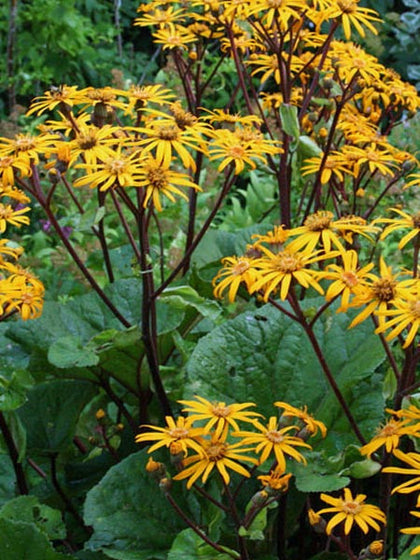 Perennial Plants Calgary | Perennials Plants Alberta | Perennial Plants ...