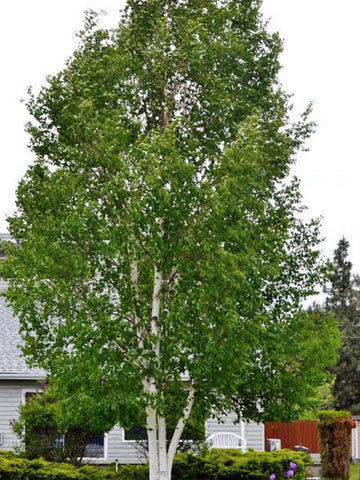 Online Tree Nursery Calgary | Where To Buy Trees Alberta | Trees ...