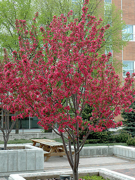 Crabapple - Radiant Flowering - 10 Gallon – Calgary Plants