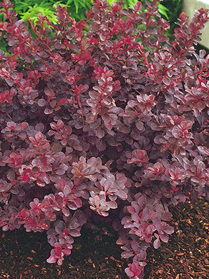 Beautiful Low Growing Shrubs Calgary | Trees And Shrubs For Sale ...